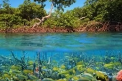 Grand Cayman Mangrove Tour | Wildlife & Nature Exploration